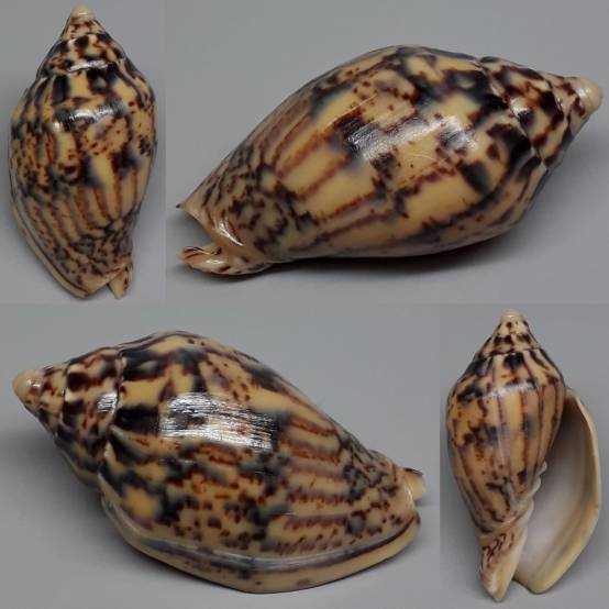 shellauction.net :: Cymbiola flavicans - 3860658