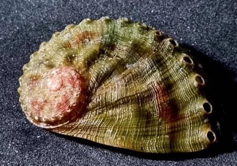 shellauction.net :: Haliotis semiplicata - 3860802