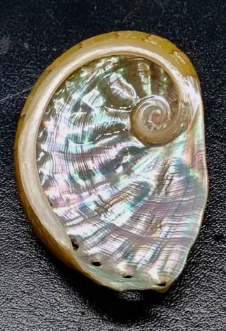 shellauction.net :: Haliotis semiplicata - 3860802