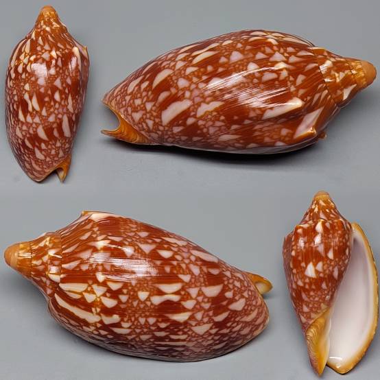shellauction.net :: Cymbiola nusatenggara - 3860928