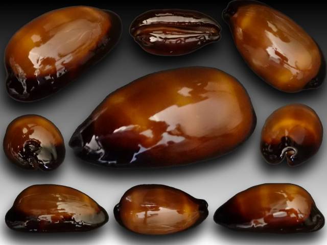 shellauction.net :: Talparia exusta - 3860971