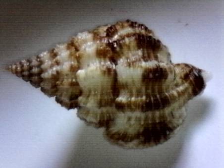 shellauction.net :: Nassaria sp. - 3860983