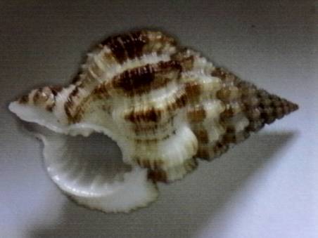 shellauction.net :: Nassaria sp. - 3860983