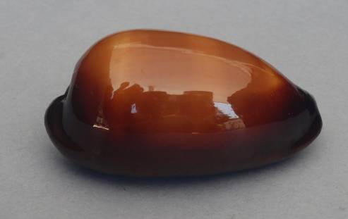 shellauction.net :: Talparia exusta - 3860985