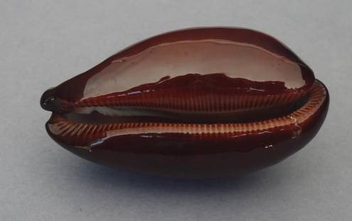 shellauction.net :: Talparia exusta - 3860985