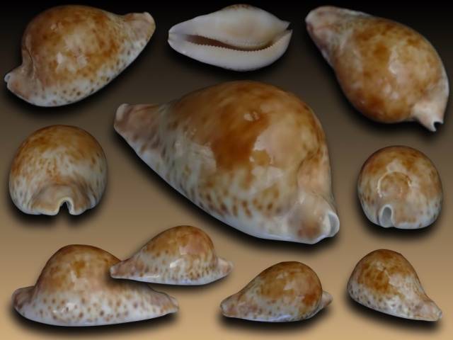 shellauction.net :: Umbilia hesitata hesitata - 3861078