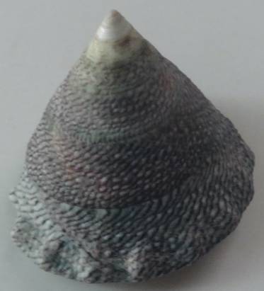 shellauction.net :: Trochus hanleyanus - 3861261