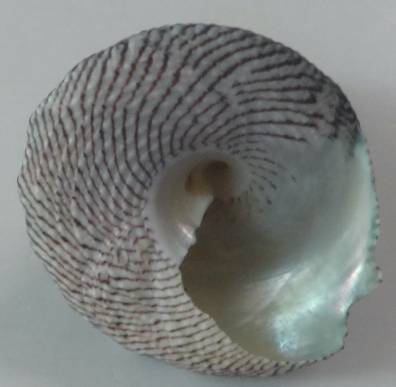 shellauction.net :: Trochus hanleyanus - 3861261