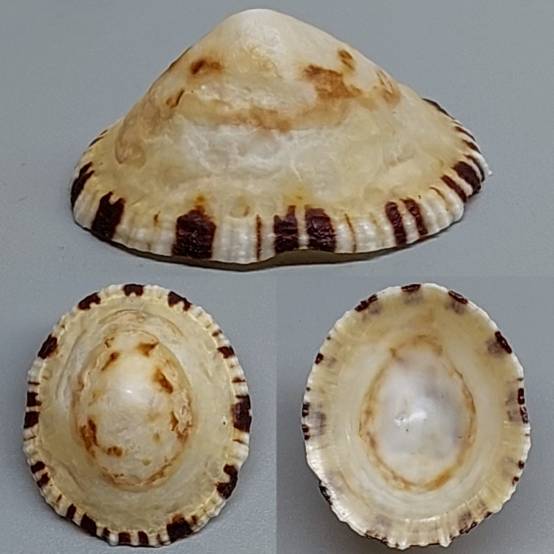 shellauction.net :: Patella testudinaria - 3861295