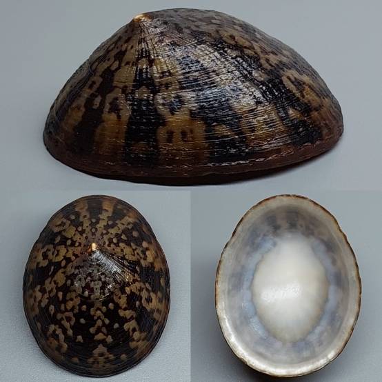 shellauction.net :: Patella testudinaria - 3861301