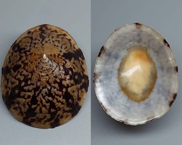 shellauction.net :: Patella testudinaria - 3861302