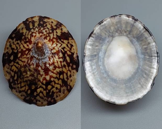 shellauction.net :: Patella testudinaria - 3861303