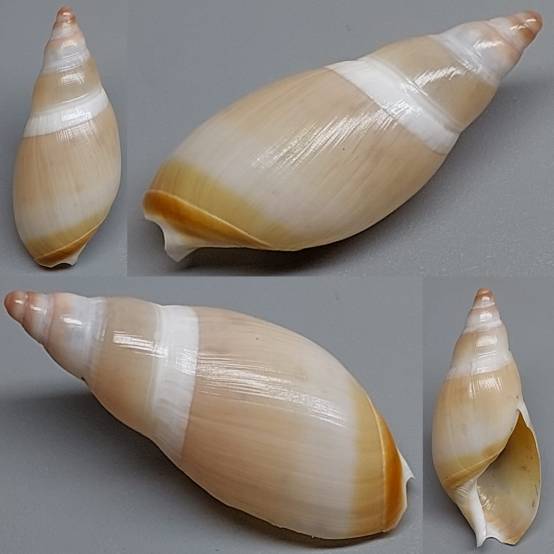 shellauction.net :: Ancillista cingulata - 3861330