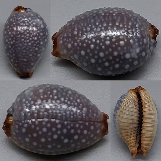 shellauction.net :: Staphylaea limacina - 3861395