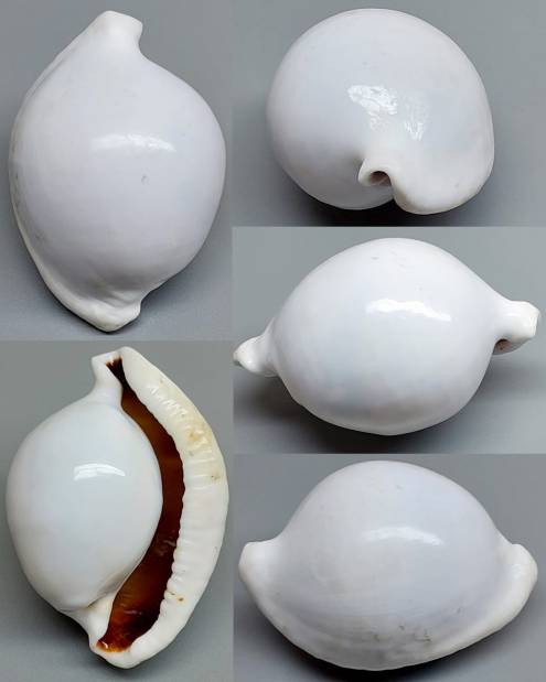 shellauction.net :: Ovula ovum - 3861415