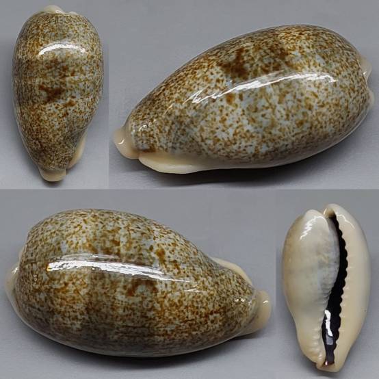 shellauction.net :: Erronea errones - 3861483