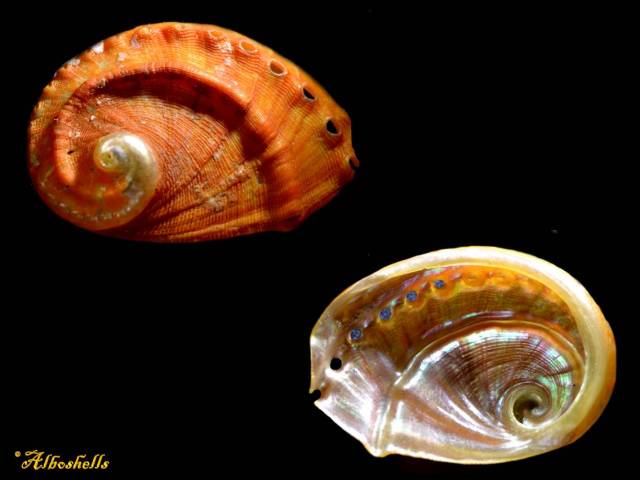 shellauction.net :: Haliotis parva - 3861496