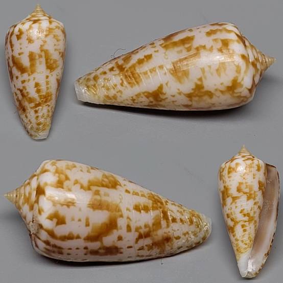 shellauction.net :: Conus vegaluzi - 3861556