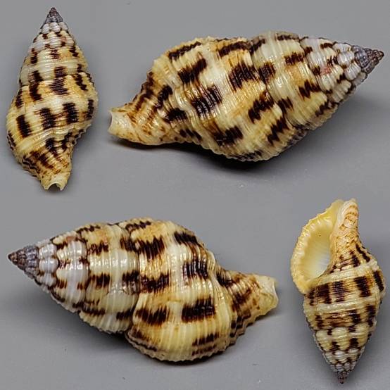 shellauction.net :: Pollia wagneri - 3861931