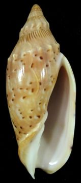 shellauction.net :: Cymbiola complexa - 3861994