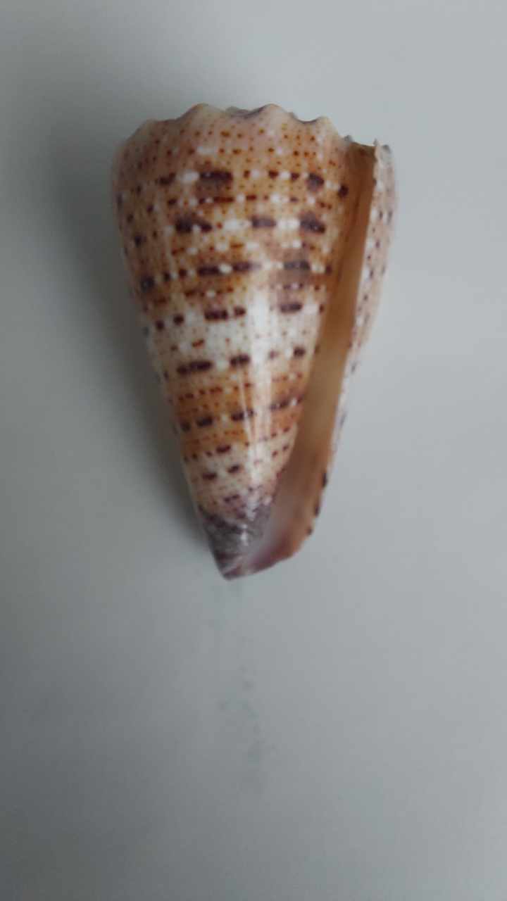 shellauction.net :: Conus pseudimperialis - 3862209