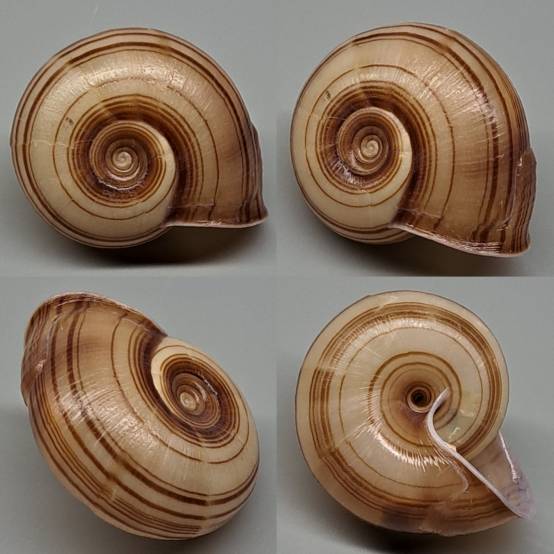 shellauction.net :: Chloritis circumdata - 3862574