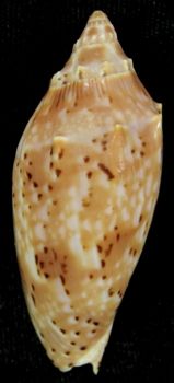 shellauction.net :: Cymbiola pulchra - 3862953
