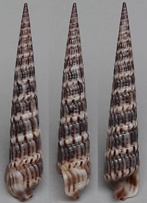 shellauction.net :: Terebra sp. - 3863217