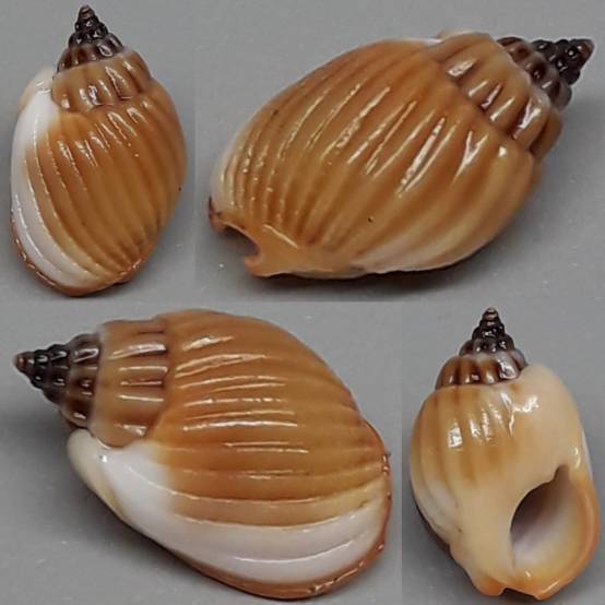 shellauction.net :: Nassarius sp. - 3863345