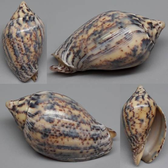 shellauction.net :: Cymbiola flavicans - 3863454