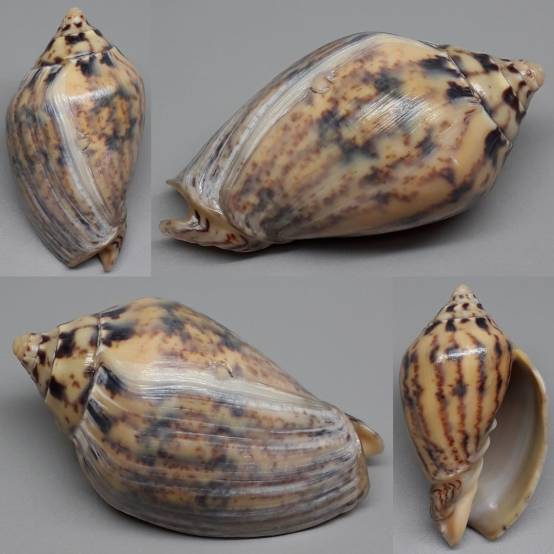 shellauction.net :: Cymbiola flavicans - 3863455