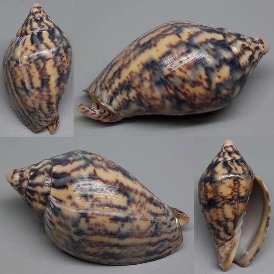 shellauction.net :: Cymbiola flavicans - 3863456