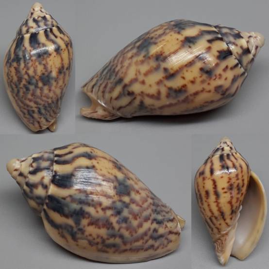 shellauction.net :: Cymbiola flavicans - 3863458