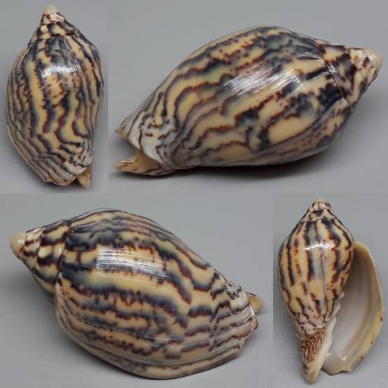 shellauction.net :: Cymbiola flavicans - 3863459