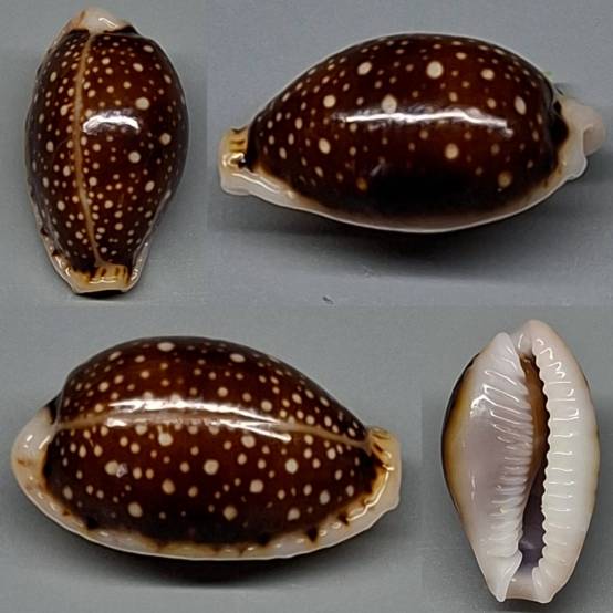 shellauction.net :: Naria labrolineata - 3863703