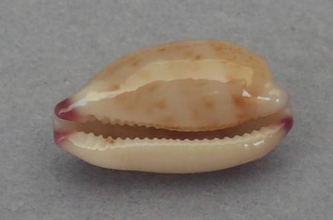 shellauction.net :: Purpuradusta microdon microdon - 3863844