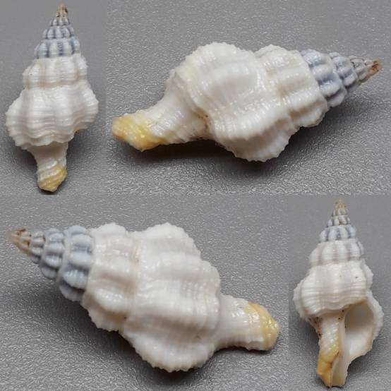shellauction.net :: Latirus walkeri - 3863966