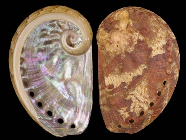 shellauction.net :: Haliotis semiplicata - 3864113