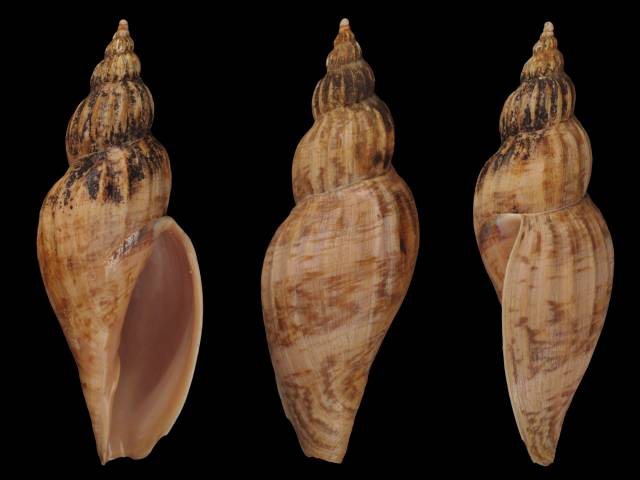 shellauction.net :: Fulgoraria megaspira prevostiana - 3864237