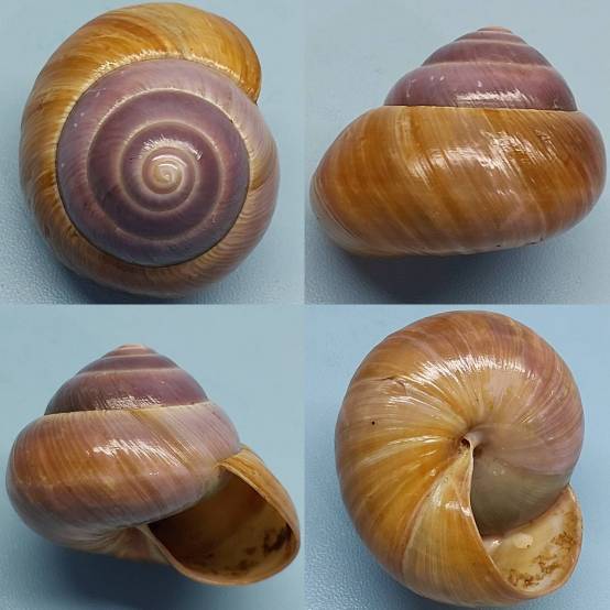 shellauction.net :: Asperitas sparsa - 3864475
