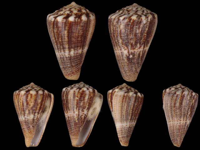 shellauction.net :: Conus biliosus - 3864528