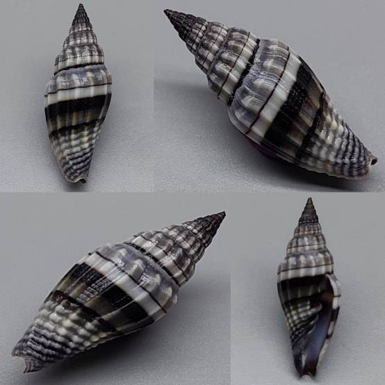 shellauction.net :: Vexillum intermedium - 3864624