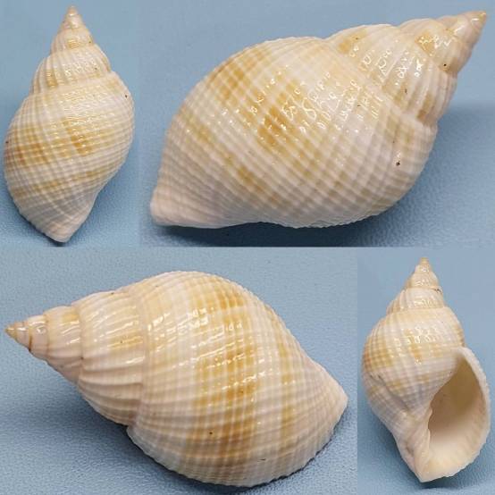 shellauction.net :: Merica melanostoma - 3864635