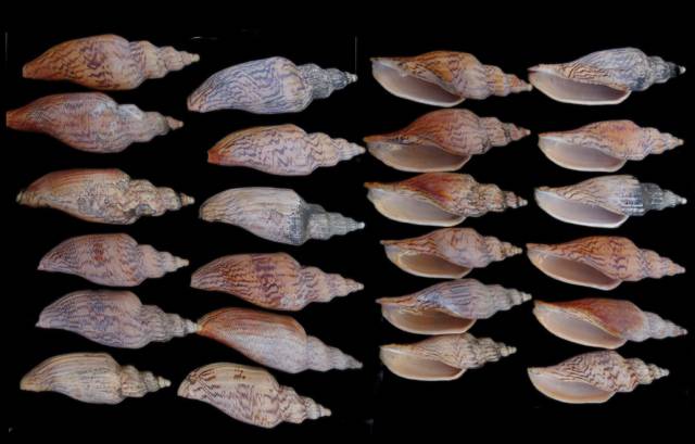 shellauction.net :: Fulgonaria hamillei - 3864648