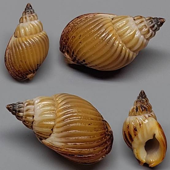 shellauction.net :: Nassarius sp. - 3864881