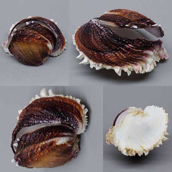 shellauction.net :: Chama croceata - 3864906