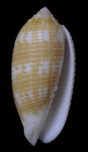 shellauction.net :: Pterygia crenulata - 3865197