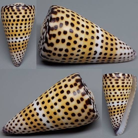 shellauction.net :: Conus litteratus - 3865406