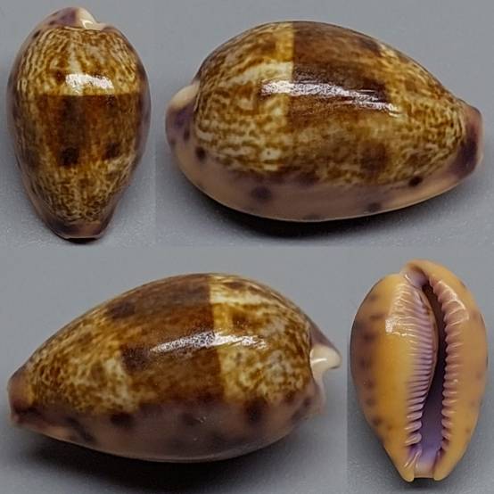 shellauction.net :: Contradusta walkeri - 3865598