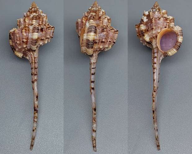 shellauction.net :: Haustellum langleitae - 3866091
